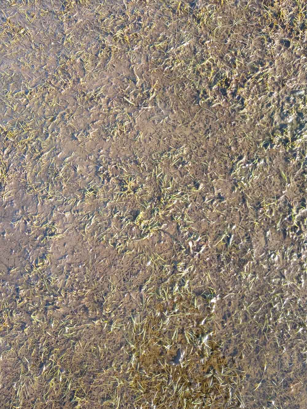 Benefits and values | Floodplain Meadows Partnership